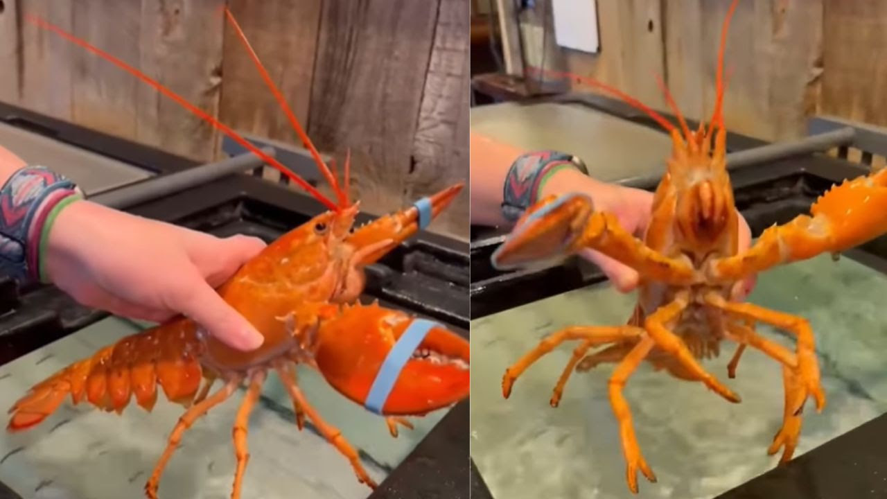 Lagosta laranja é 1 em 30 milhões; conheça a espécie que quase virou jantar