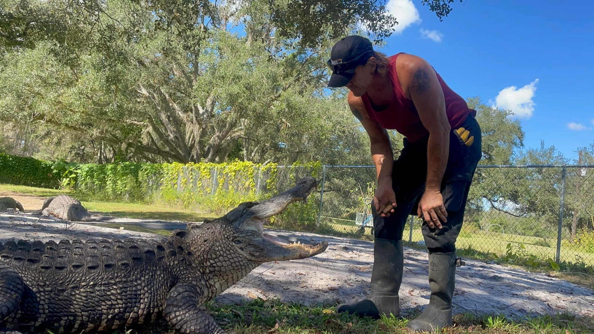 Homem tem braço arrancado por jacaré de zoológico