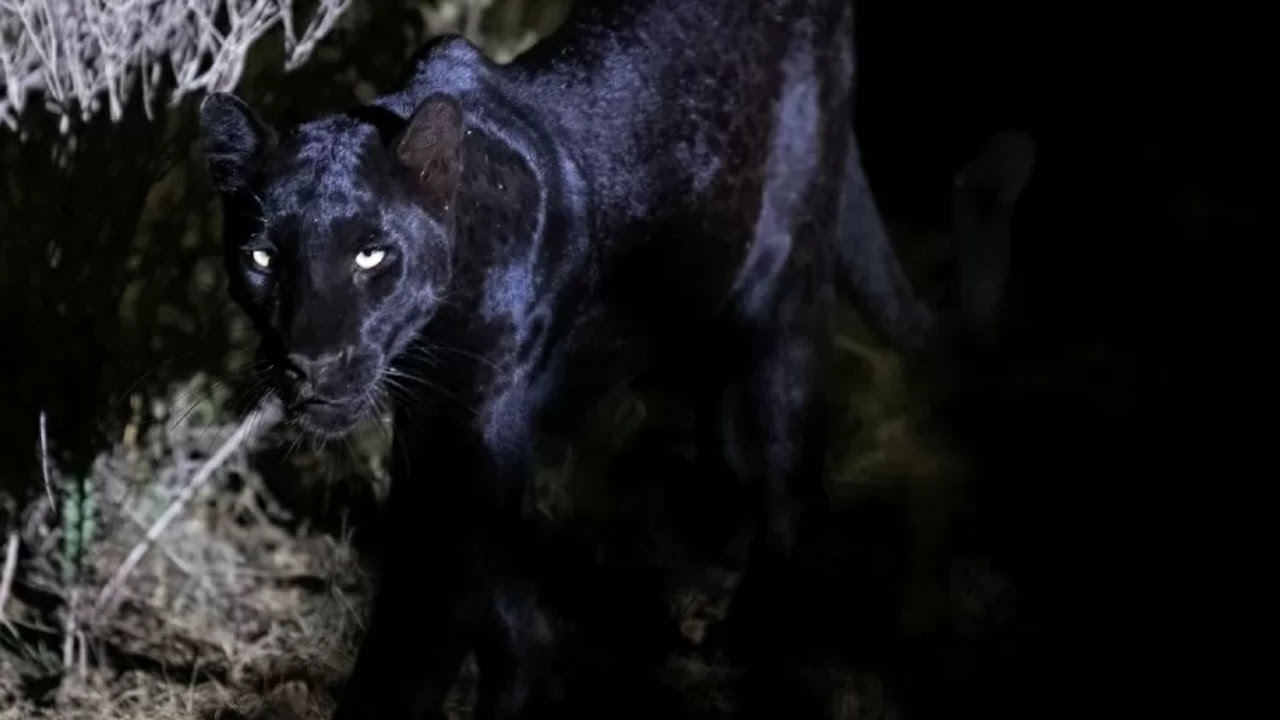 Fotógrafo amador registra imagens de rara pantera-negra; veja!