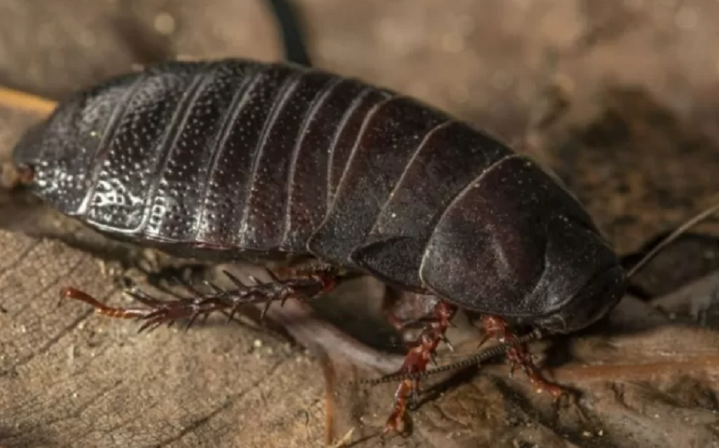 Conheça detalhes da rara barata gigante encontrada na Austrália