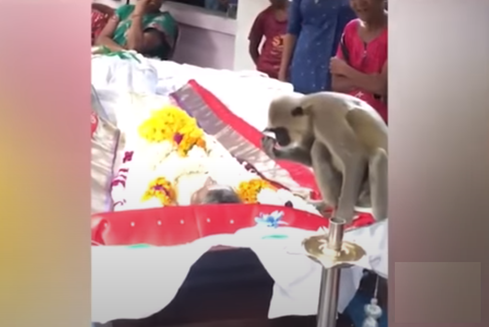 Macaco chora em funeral de homem que o alimentava; assista!