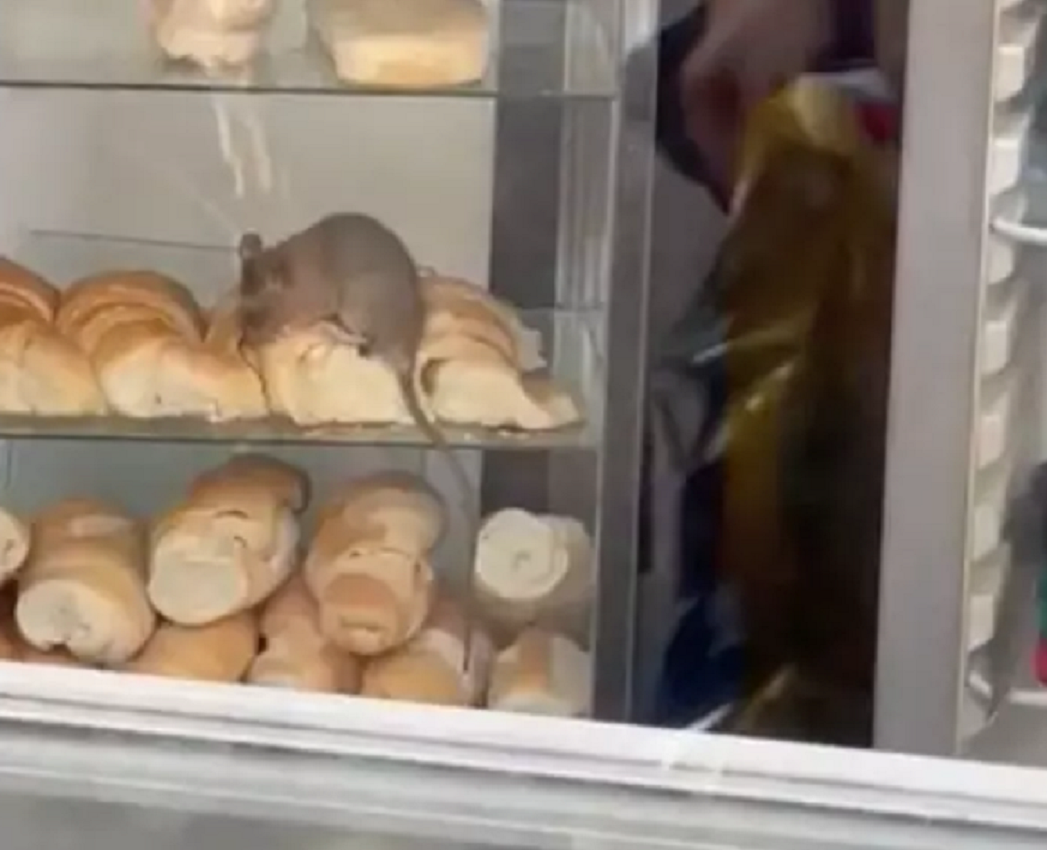 Vídeo mostra rato comendo croissant em vitrine de padaria