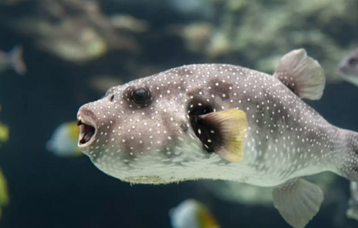 Por que o peixe baiacu é venenoso?