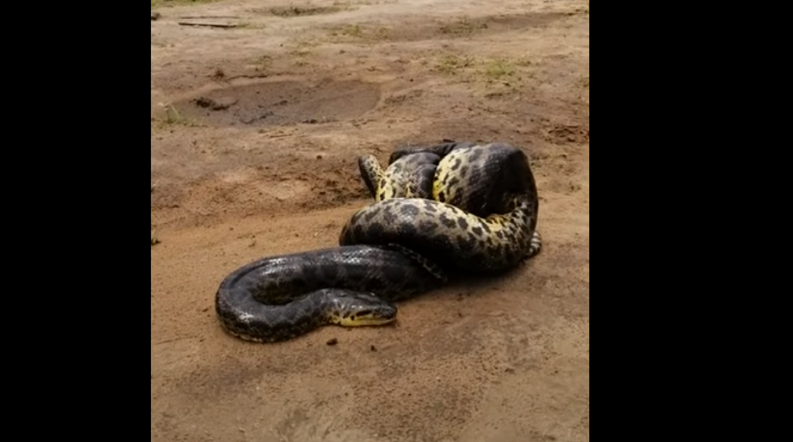Sucuri fêmea devora macho após cópula no MS; veja vídeo! Sucuri fêmea devora macho após cópula no MS; veja vídeo!